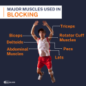 Muscles Used In Volleyball (Broken Down By Skill & Position ...