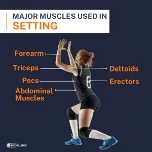 Muscles Used In Volleyball (Broken Down By Skill & Position ...