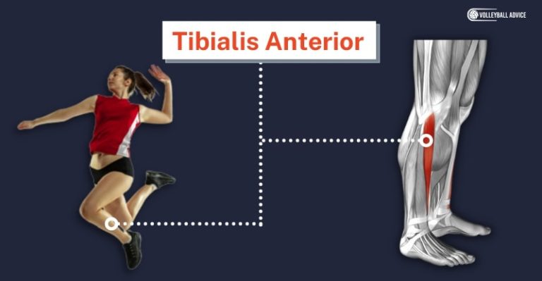 Muscles Used In Volleyball (Broken Down By Skill & Position ...
