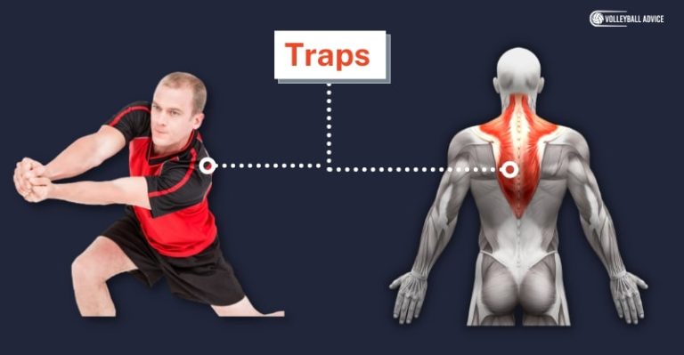 Muscles Used In Volleyball (Broken Down By Skill & Position ...