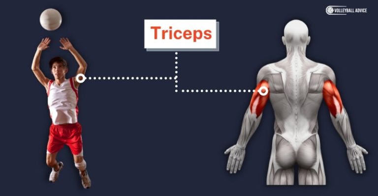 Muscles Used In Volleyball (Broken Down By Skill & Position ...